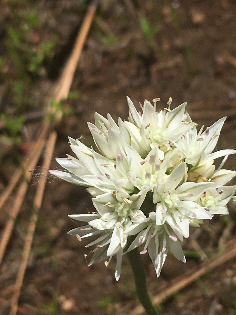 Mountain Swamp Onion in June 2022 by beetleman · iNaturalist