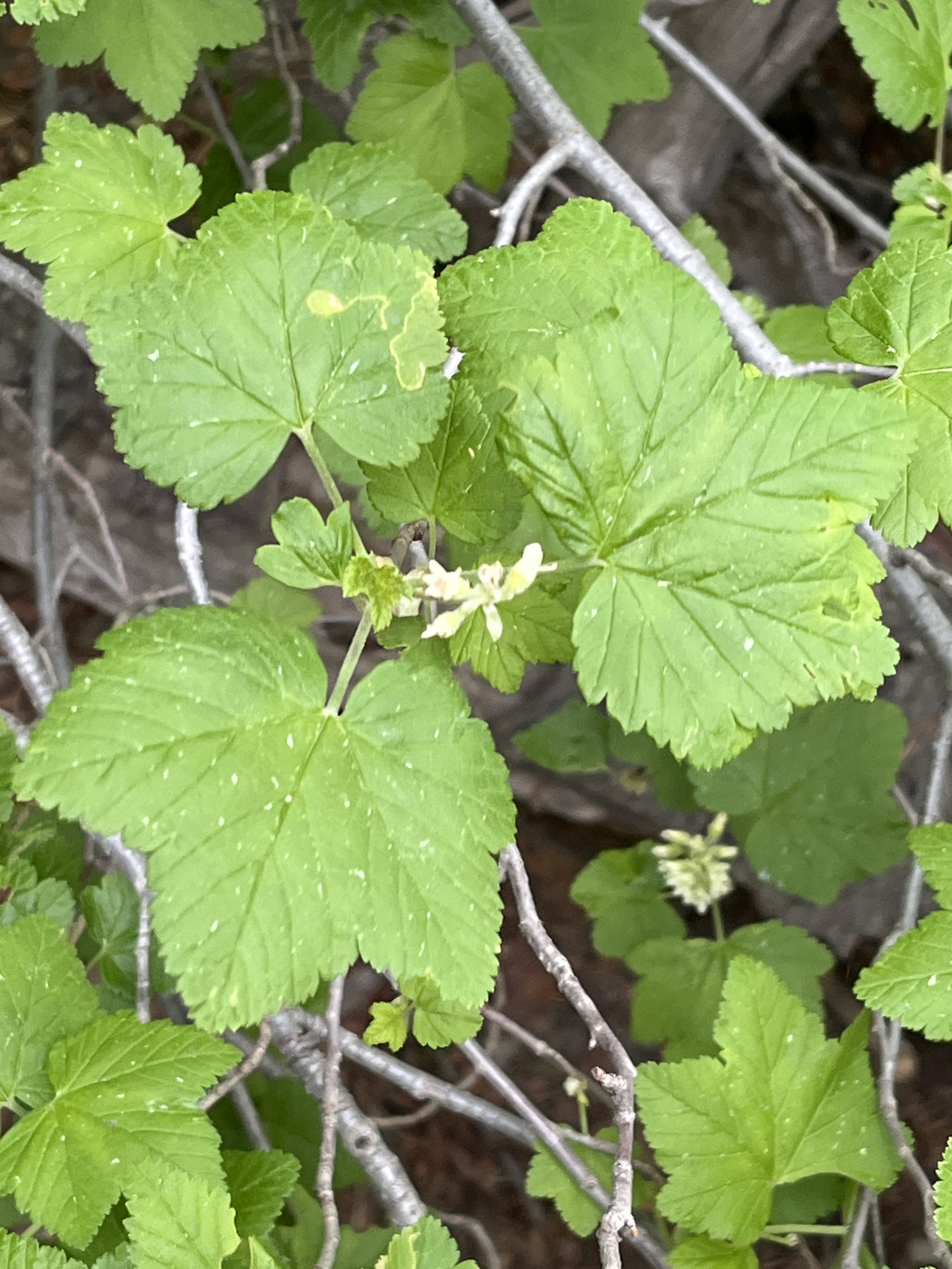 Ribes wolfii Rothr.