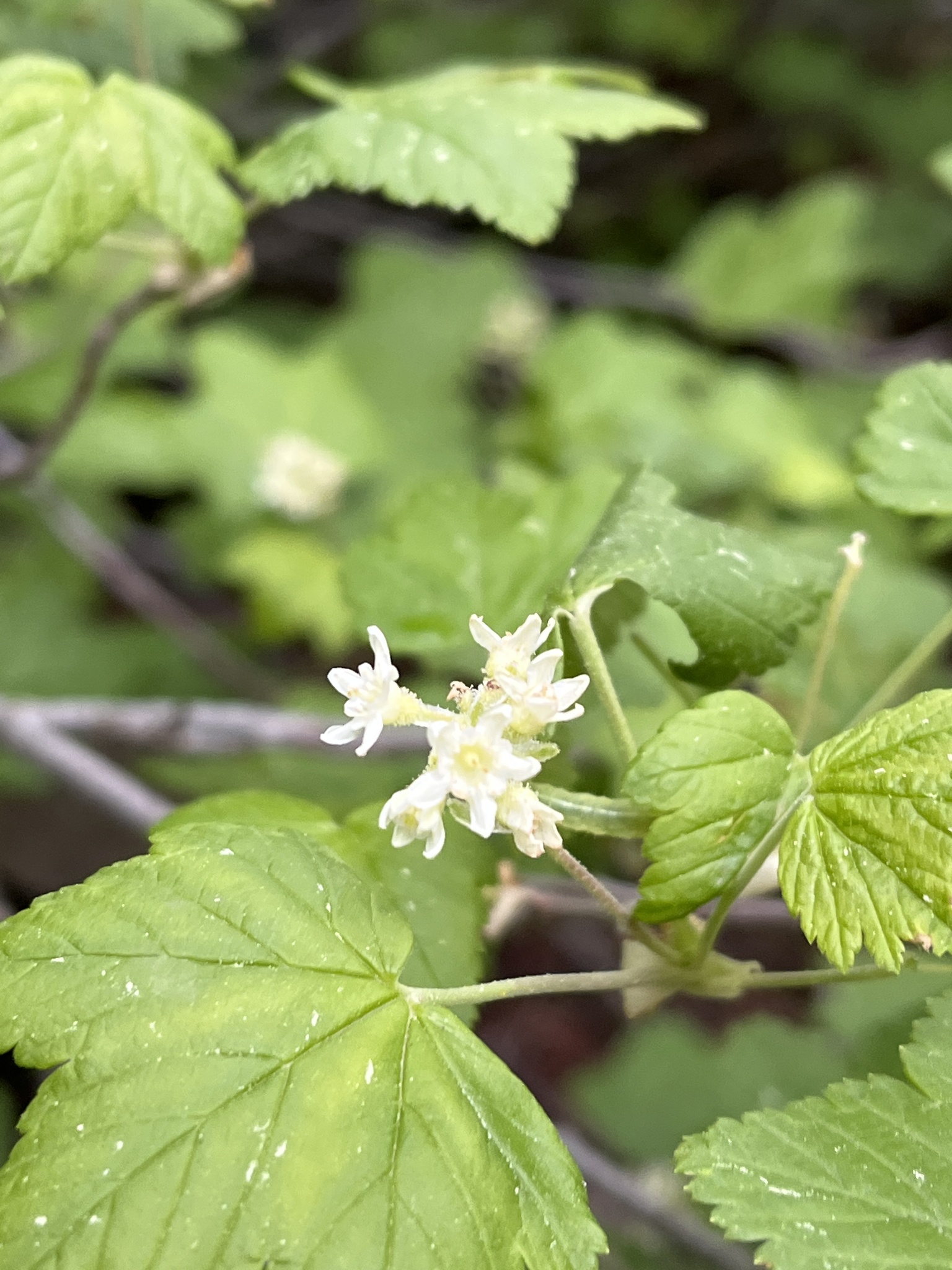 Ribes wolfii Rothr.