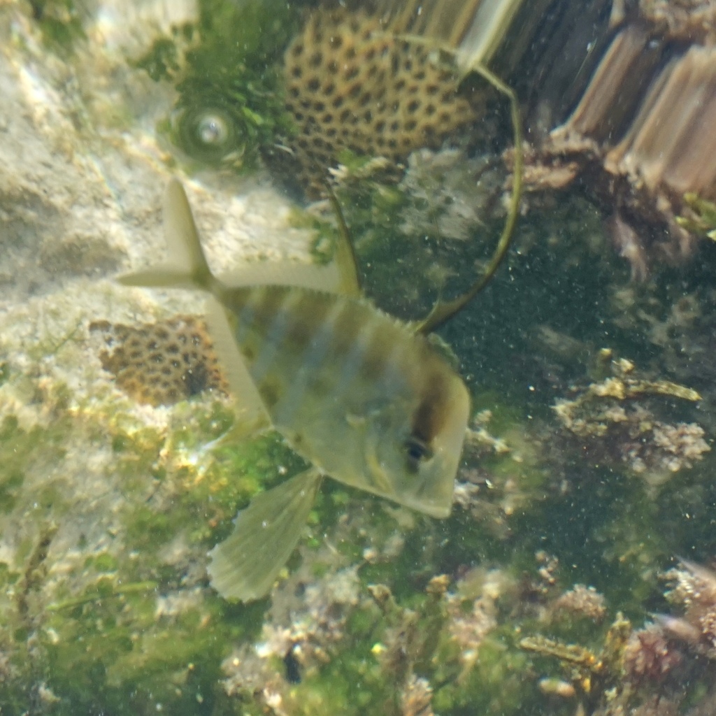 Lookdowns and Moonfishes (Selene) - Marine Life Identification