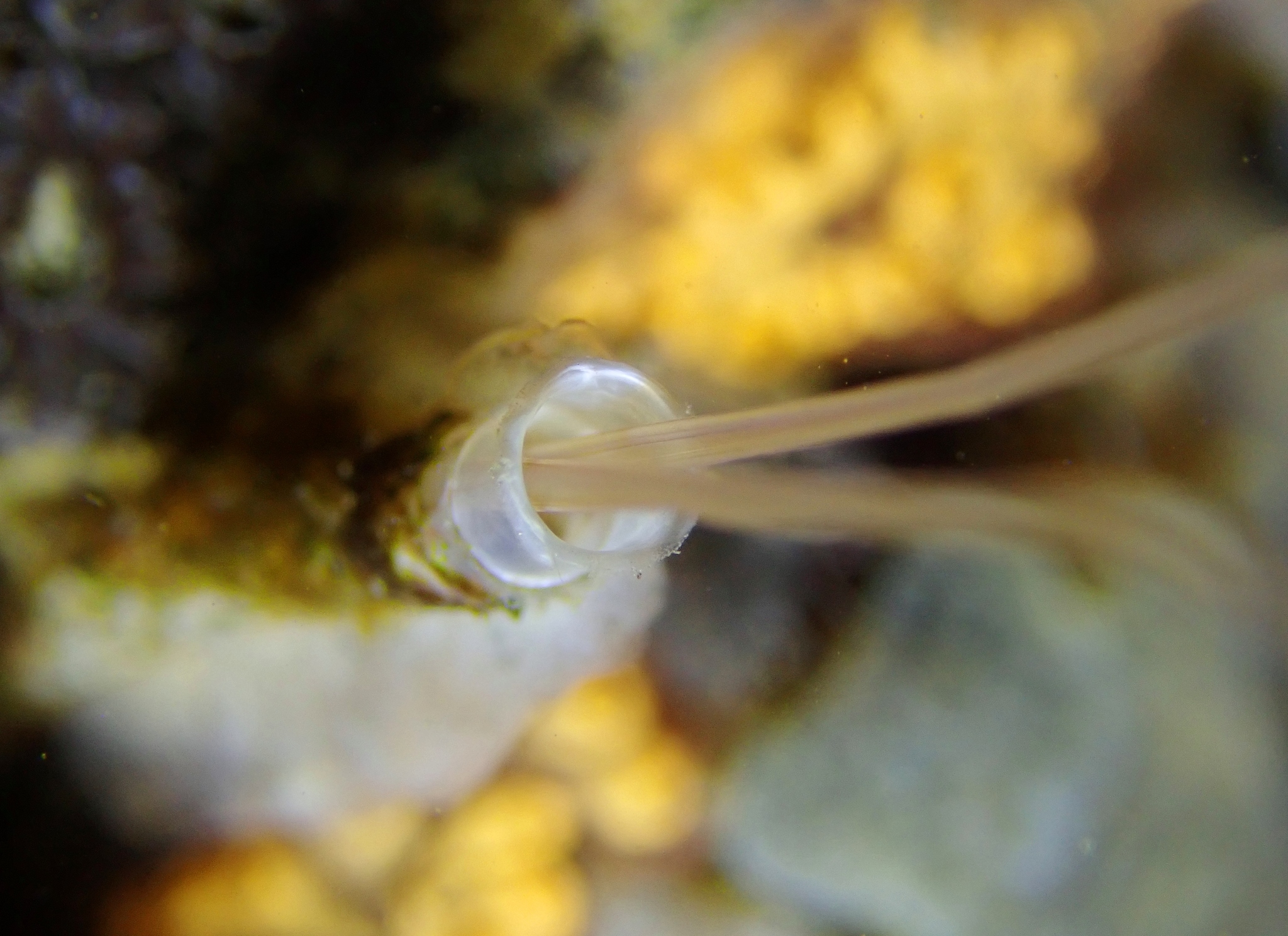 Phyllochaetopterus Grube, 1863