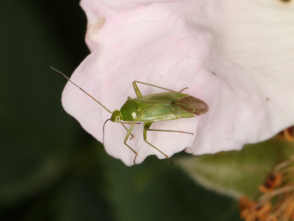 Common green capsid ( Other Insects - rare Community BioBlitz 2017 ...