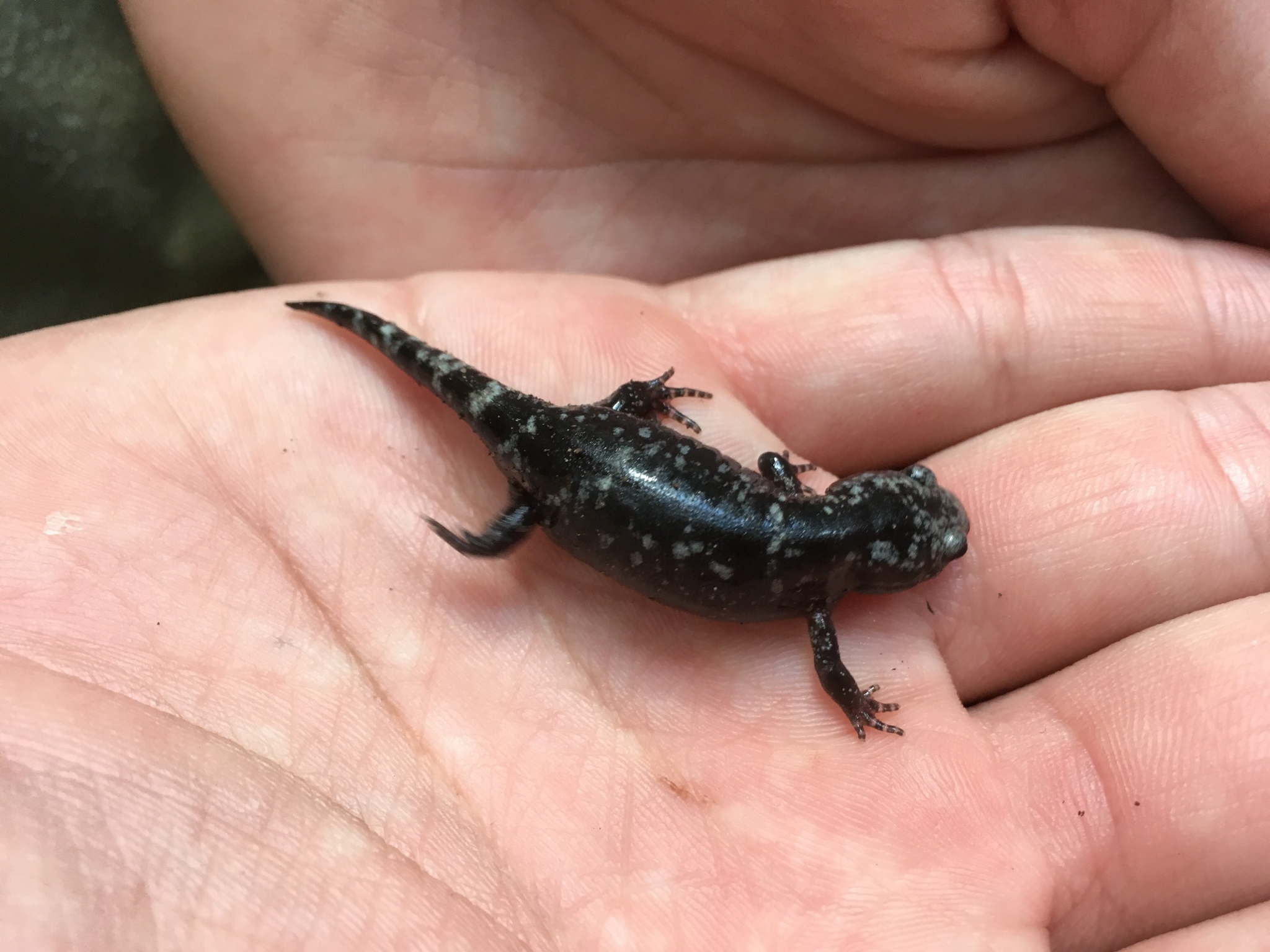 Baby Marbled Salamander