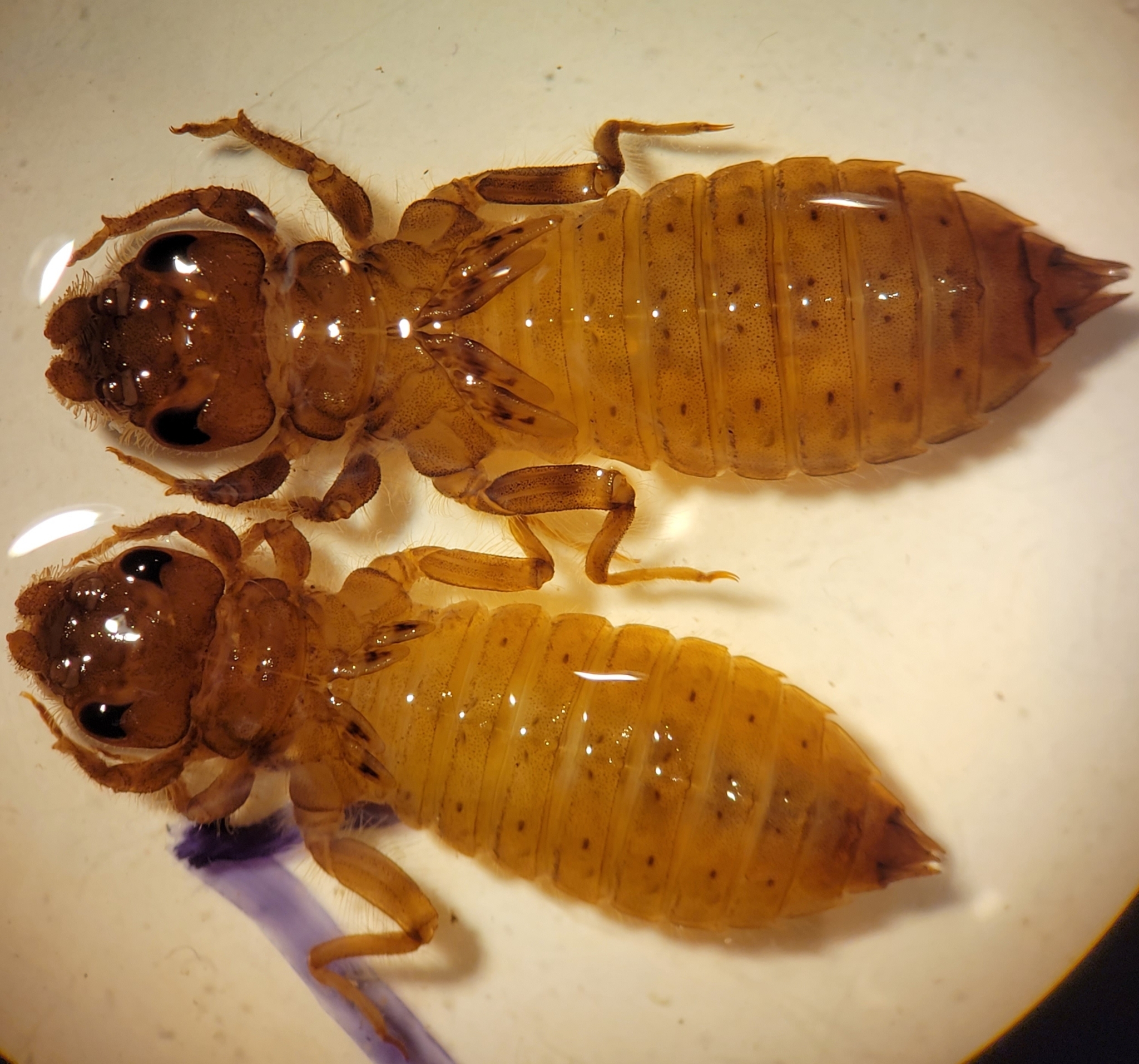 Ophiogomphus australis Carle, 1992