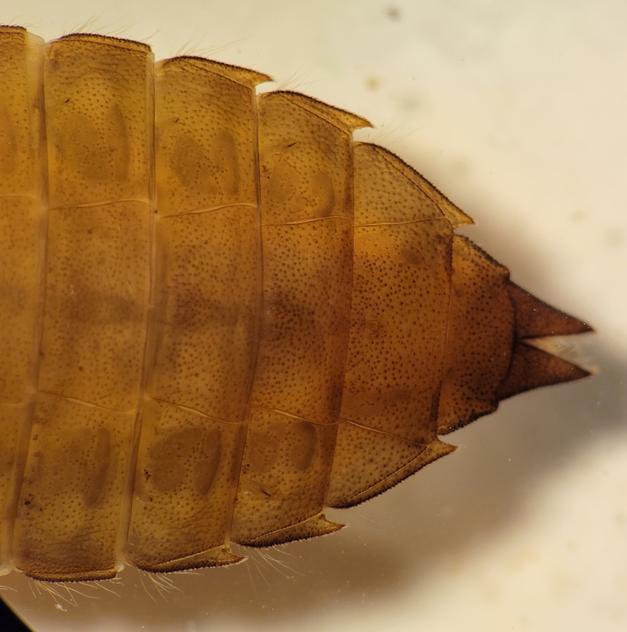 Ophiogomphus australis Carle, 1992