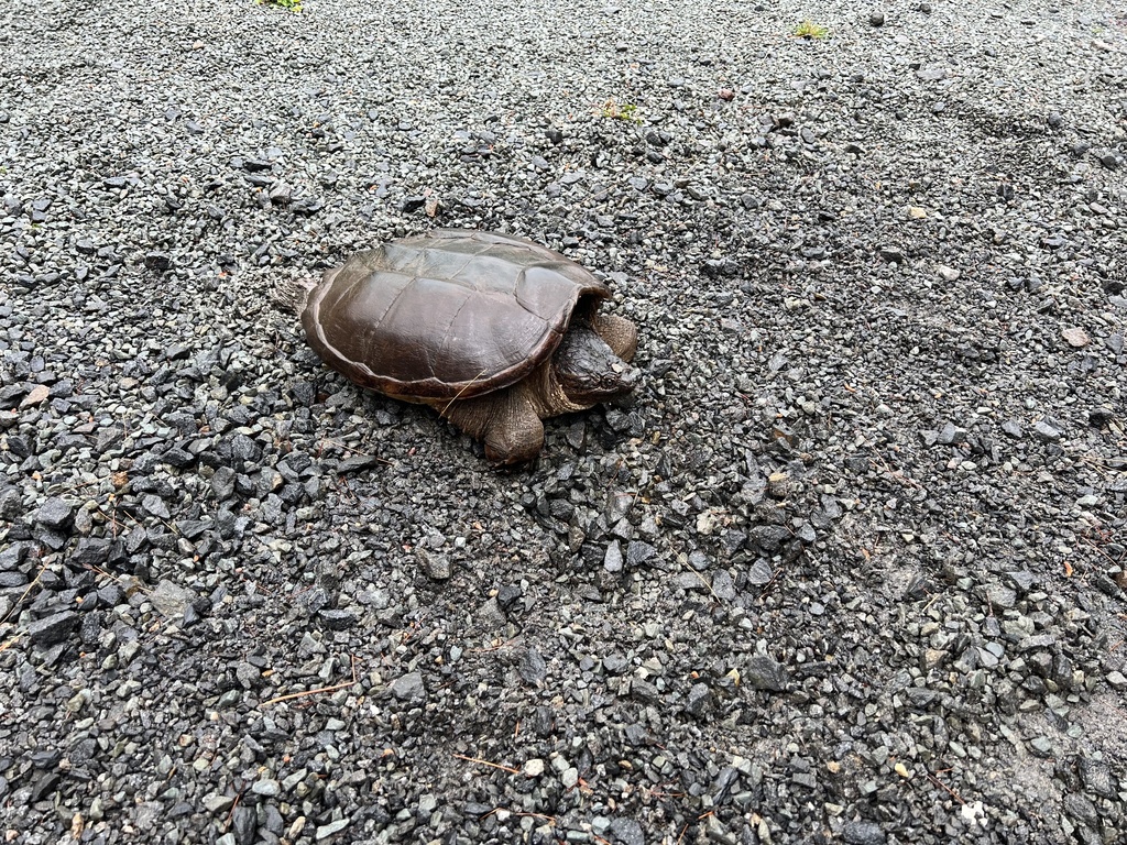 Common Snapping Turtle from W Shore Dr, Jefferson Township, PA, US on ...