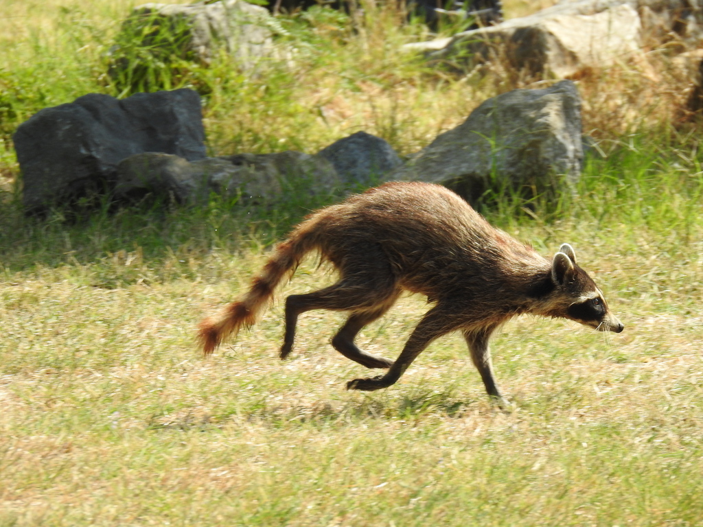 Common Raccoon from Lewisville, TX, USA on June 23, 2022 at 05:51 PM by ...