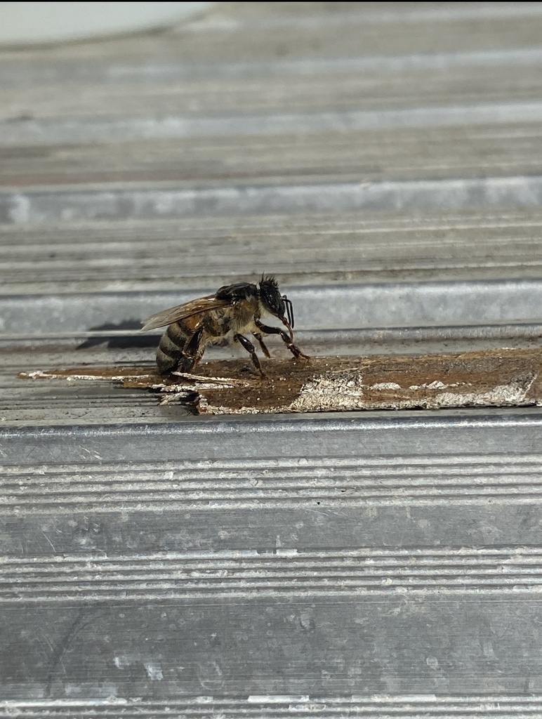 Western Honey Bee from Edina St, Wimauma, FL, US on June 23, 2022 at 08 ...