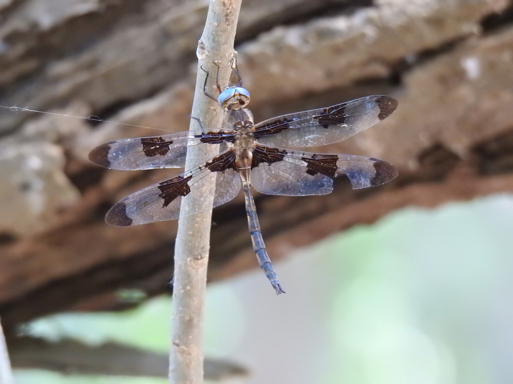 Prince Baskettail from Lewisville, TX, USA on June 23, 2022 at 06:27 PM ...