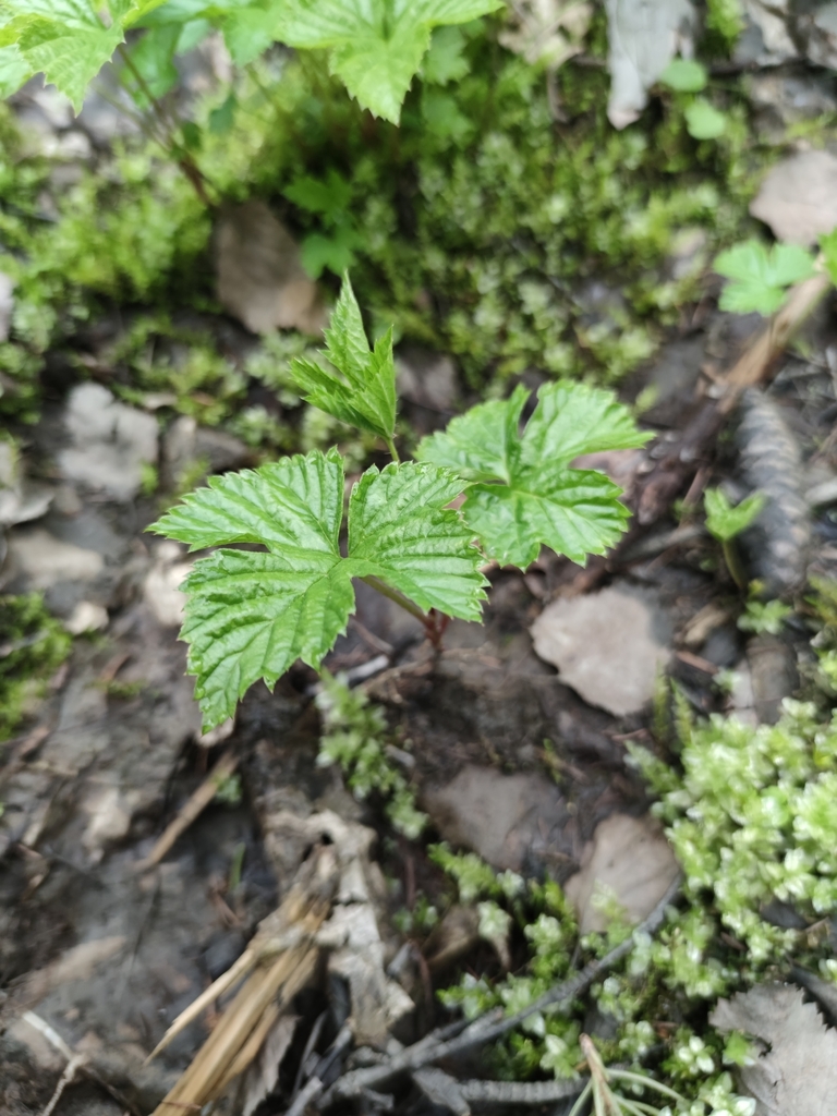 Rubus humulifolius from Иркутская обл., Россия, 666940 on June 23, 2022 ...
