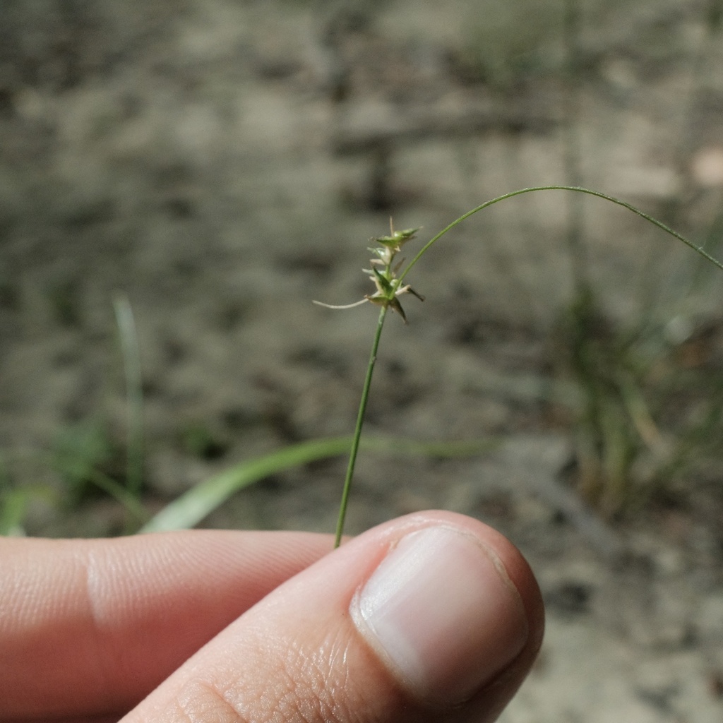Texas sedge from Morgan-Monroe State Forest, Bloomington, IN, US on ...