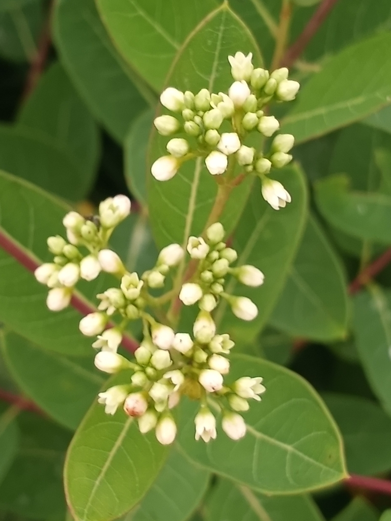 hemp dogbane from Denton, MD 21629, USA on June 23, 2022 at 06:02 PM by ...