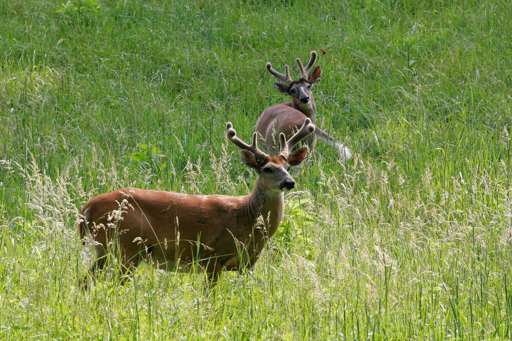White-tailed Deer from Blount County, TN, USA on June 20, 2005 at 10:10 ...
