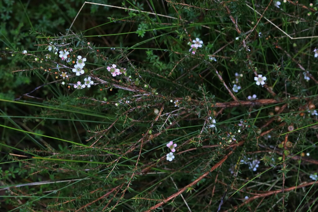Peach-flowered Tea Tree from Jervis Bay JBT 2540, Australia on May 24 ...