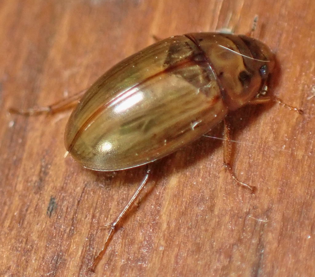 Enochrus from St. Laurent, MB, Canada on June 20, 2022 at 09:57 PM by ...