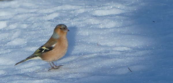 British Chaffinch from Queenstown Hill, Queenstown, New Zealand on June ...
