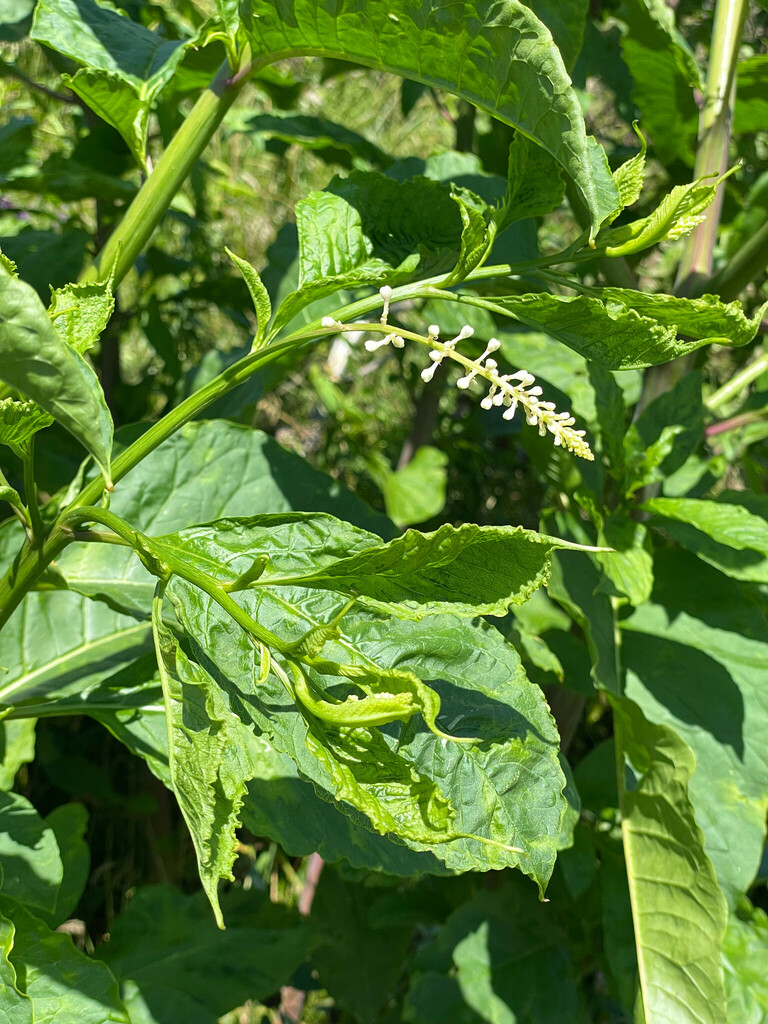 American pokeweed in June 2022 by johnbotany · iNaturalist