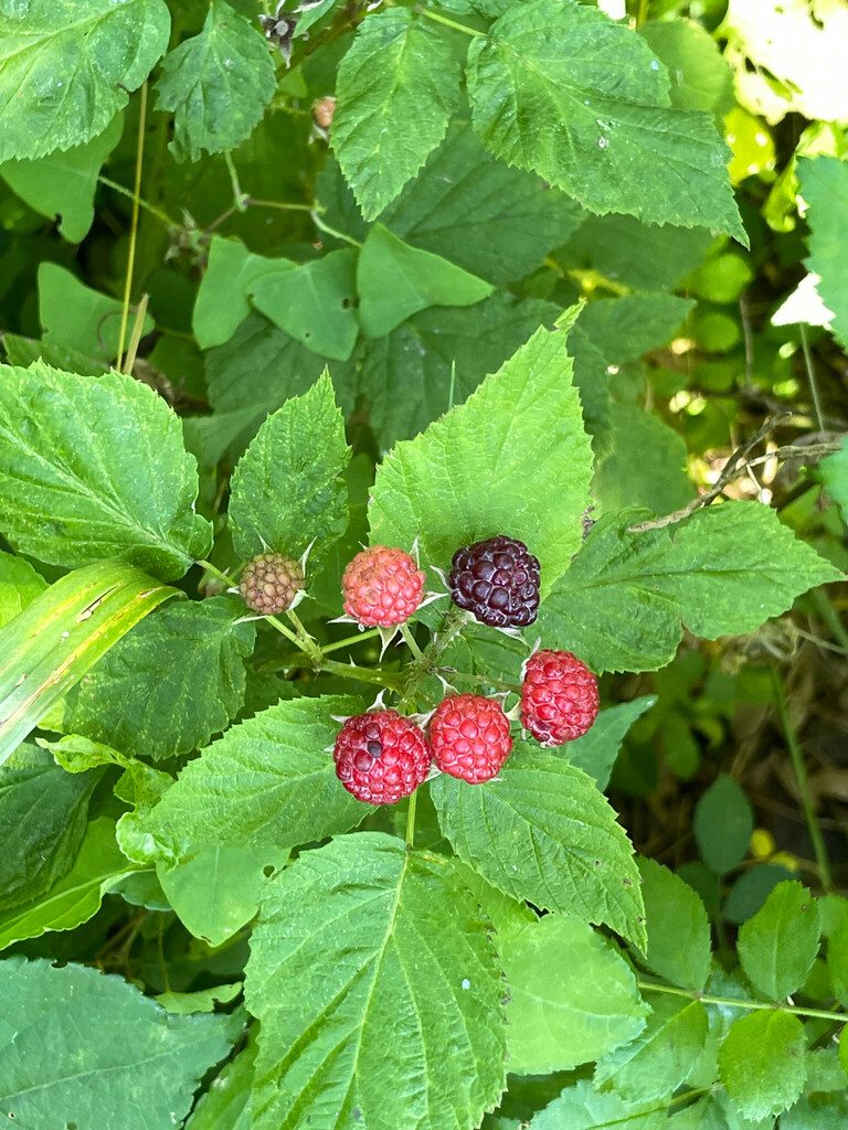 black raspberry in June 2022 by johnbotany · iNaturalist