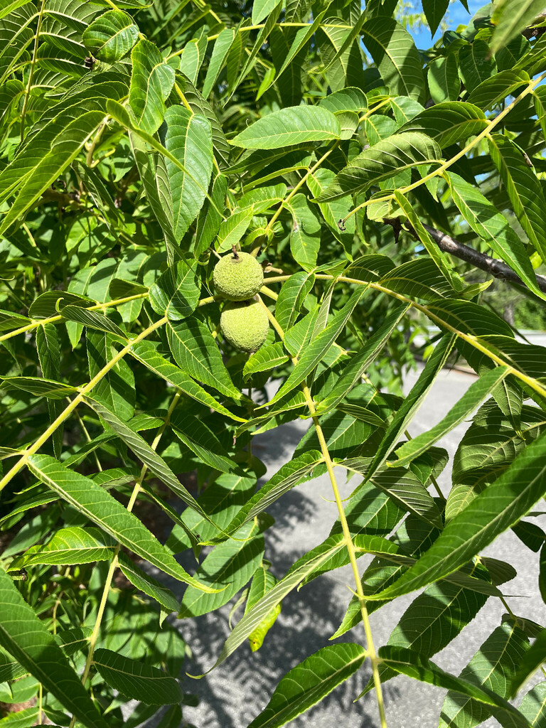 eastern black walnut in June 2022 by johnbotany · iNaturalist