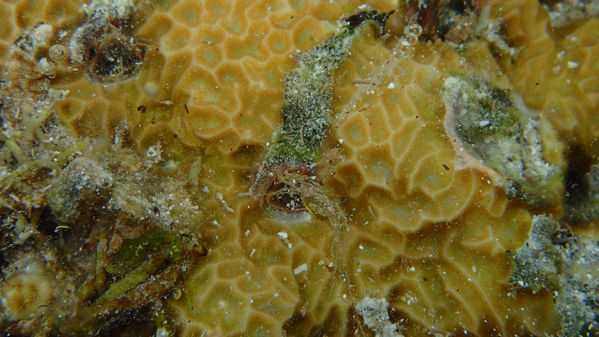 Pavona venosa (Ehrenberg, 1834)