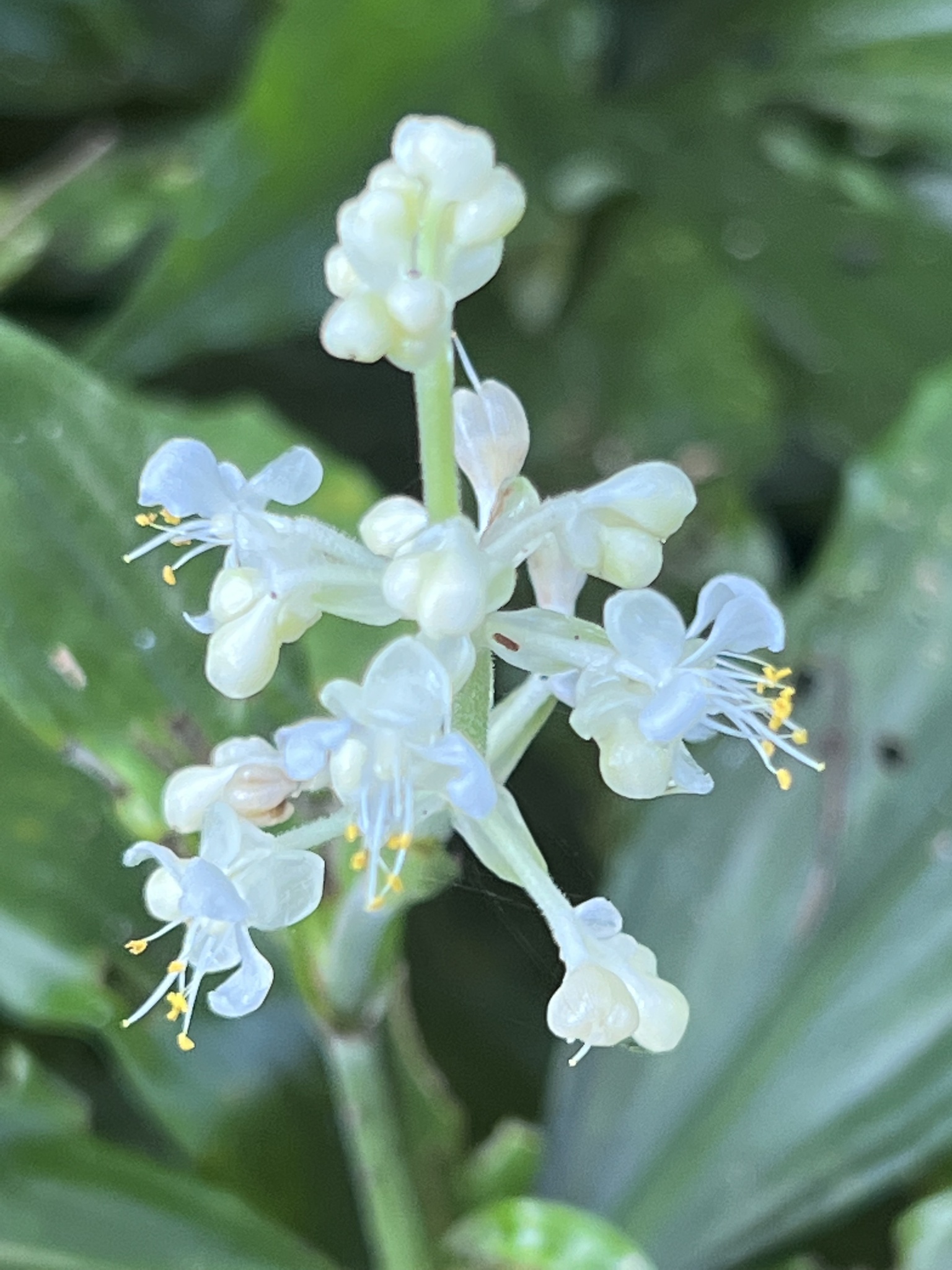 Pollia japonica Thunb.