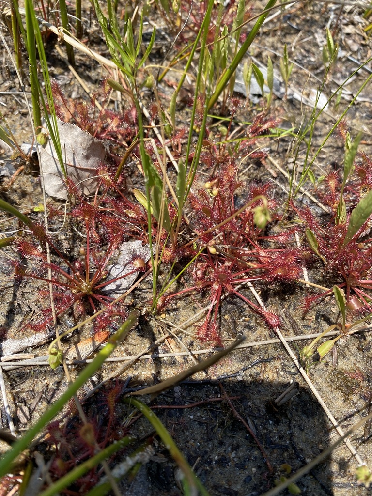 spoonleaf sundew from Big Moose Lake, Eagle Bay, NY, US on June 22 ...