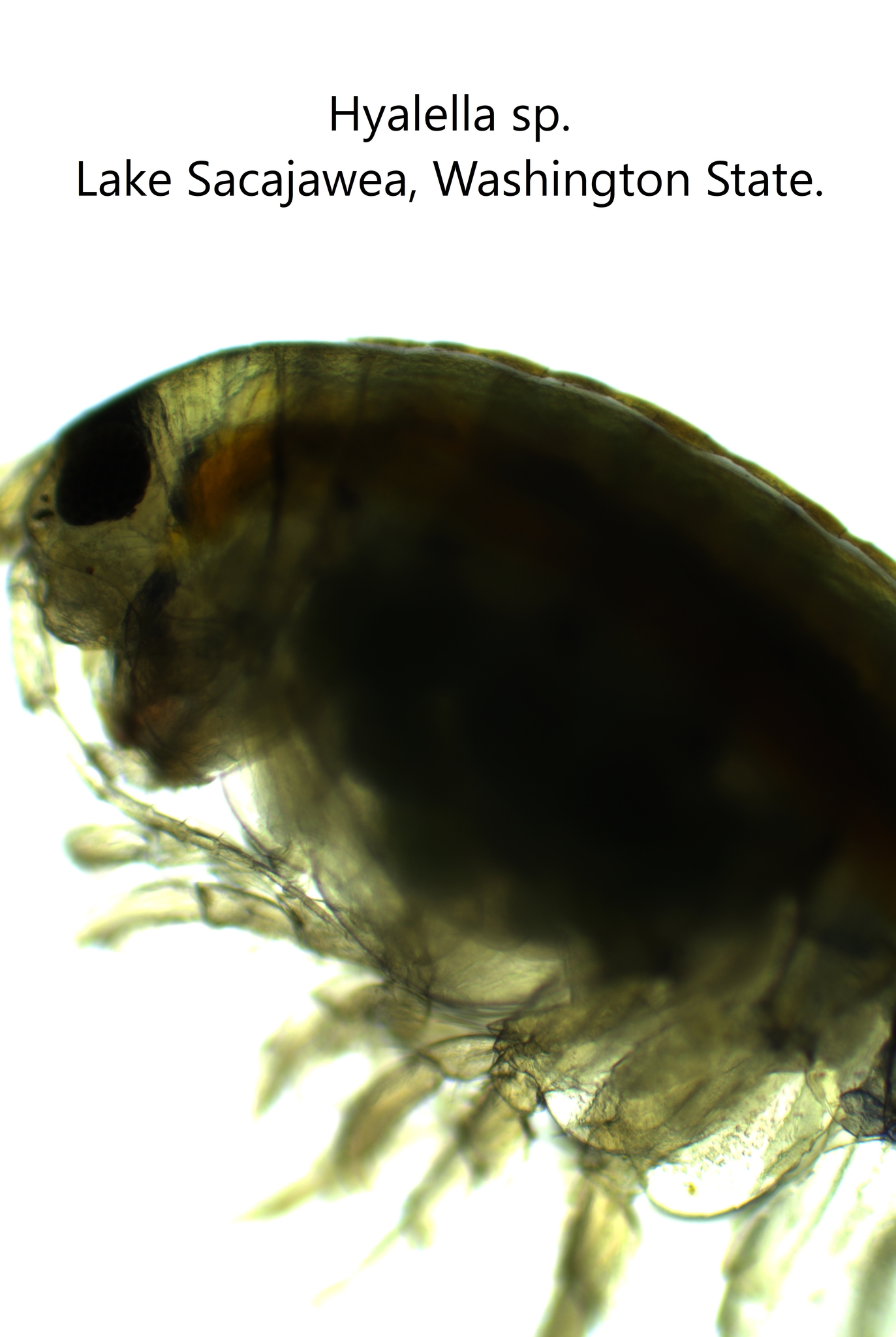 Hyalella S.I.Smith, 1874