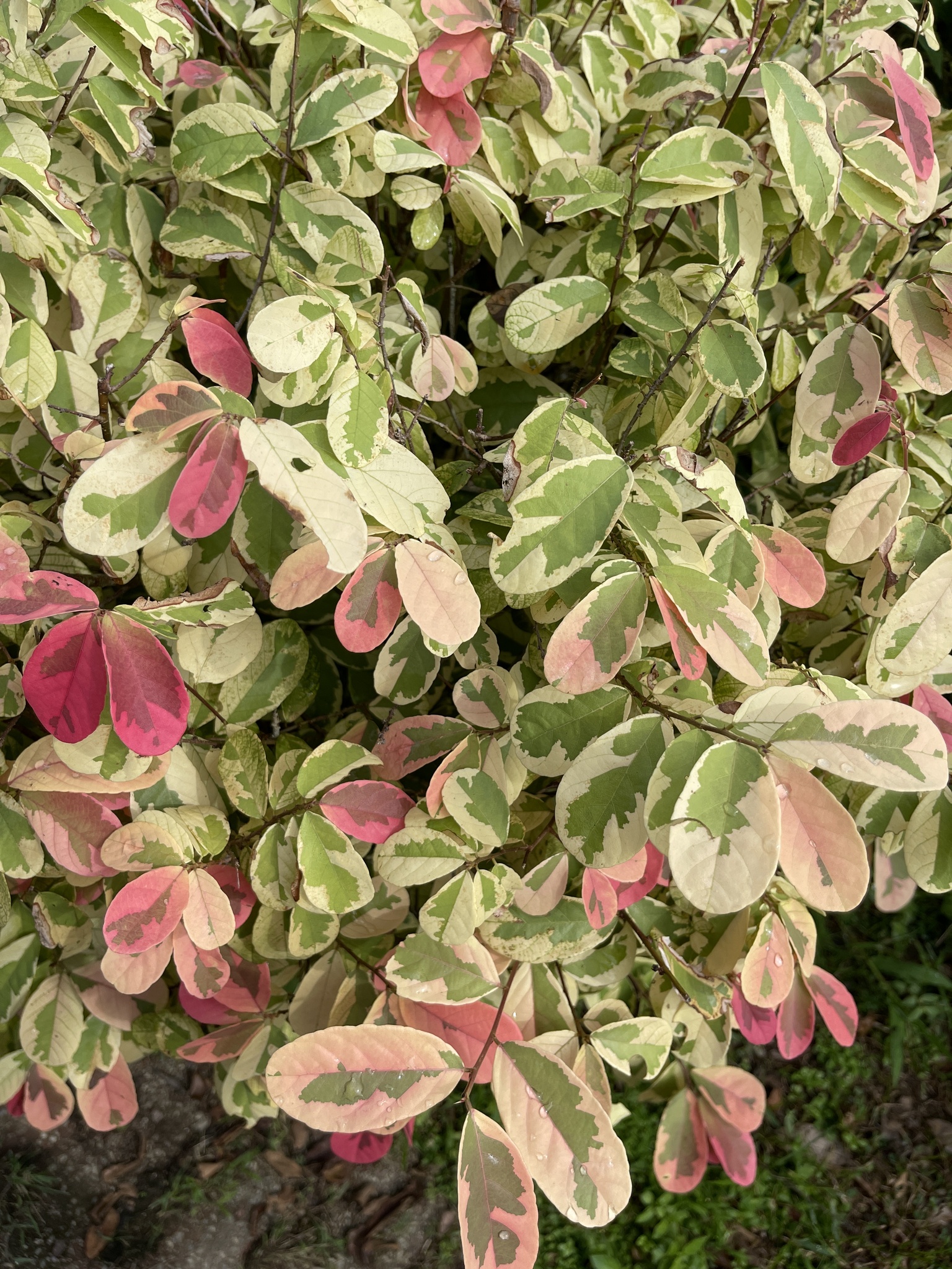 Breynia disticha J.R.Forst. & G.Forst.