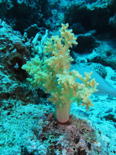 Broccoli Coral (Litophyton arboreum) · iNaturalist