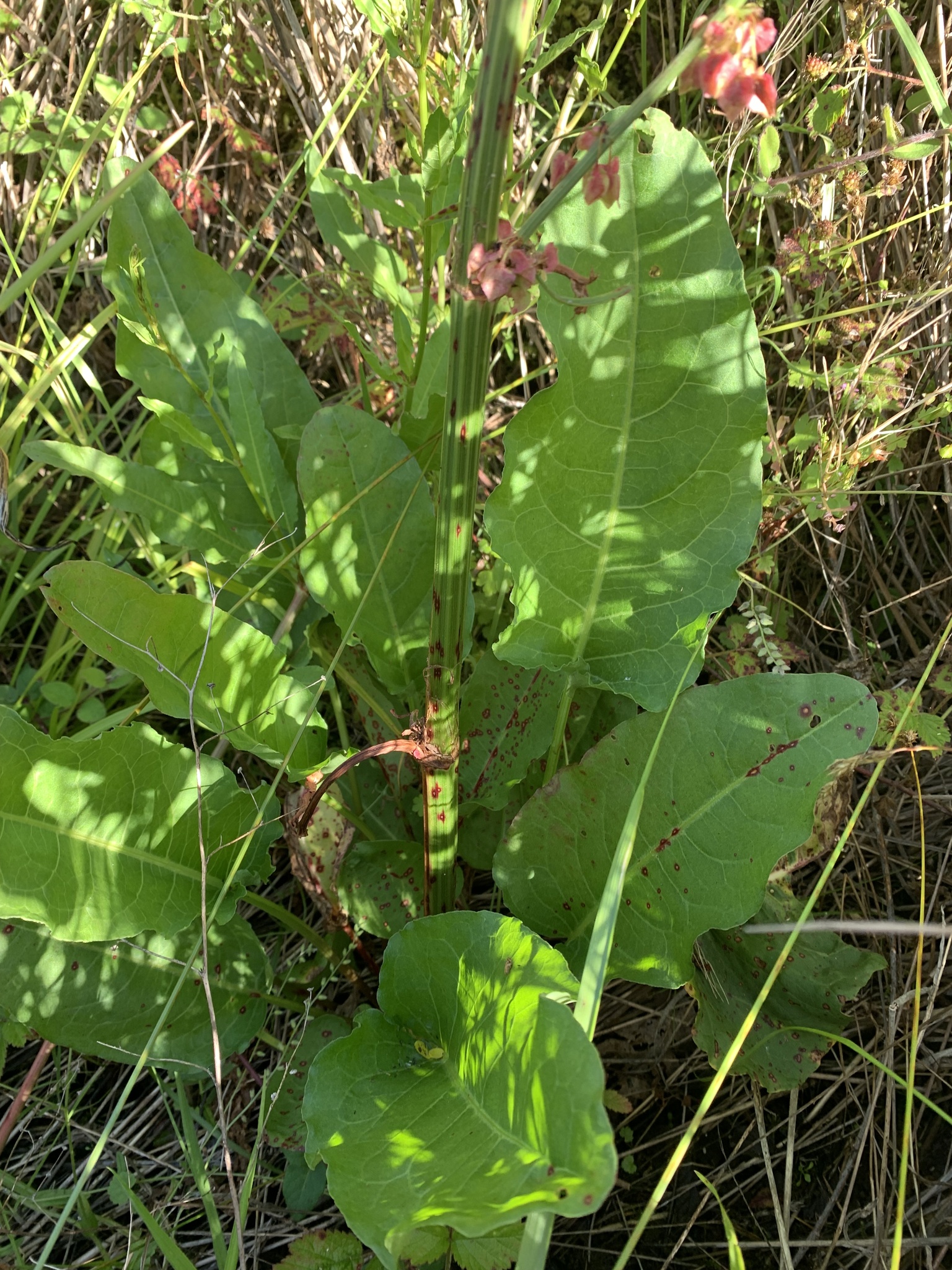 Rumex occidentalis (Michx.) S.Watson