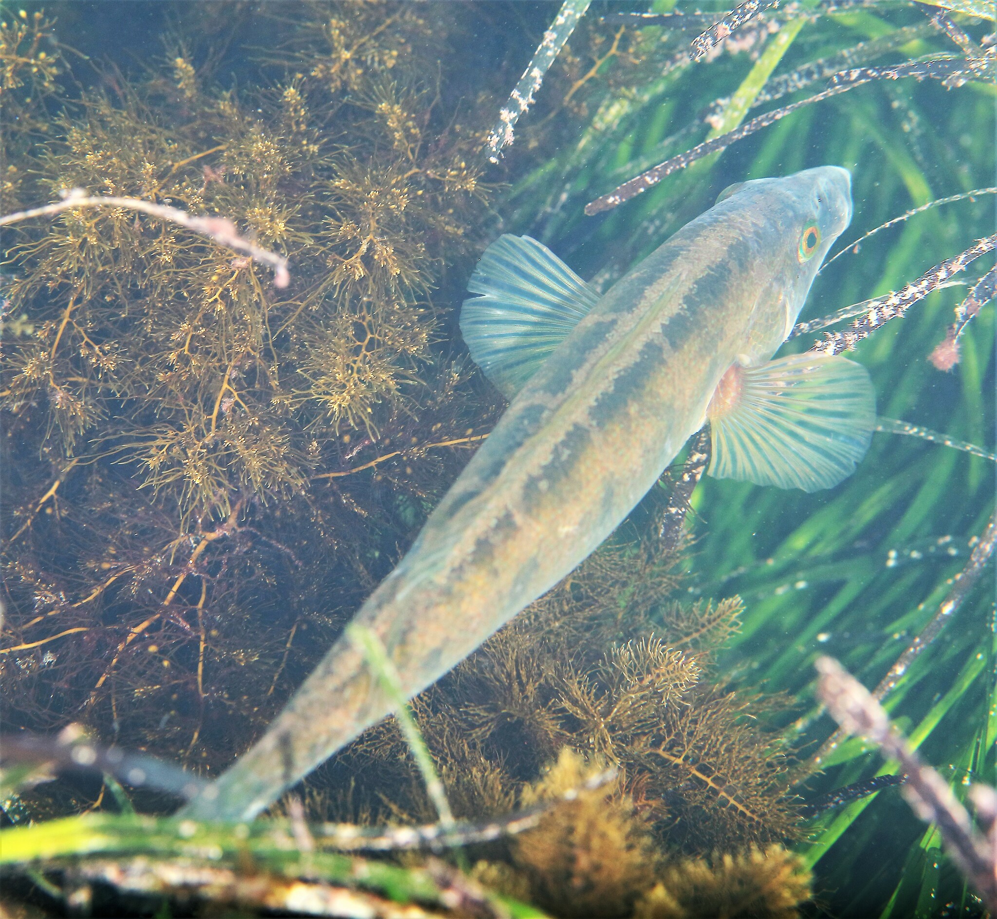Haletta semifasciata (Valenciennes, 1840)