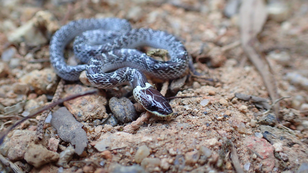 Common Wolf Snake from 可觀自然教育中心暨天文館 on September 30, 2014 at 08:17 AM ...