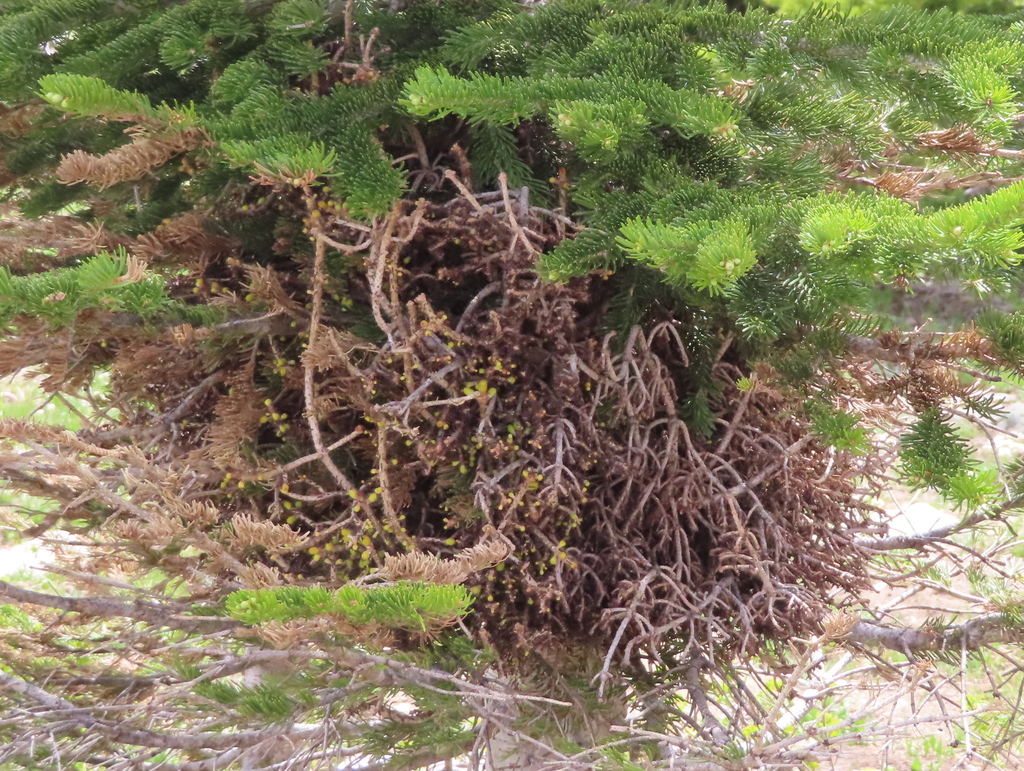 fir broom rust from Albany County, WY, USA on June 23, 2022 at 02:58 PM ...