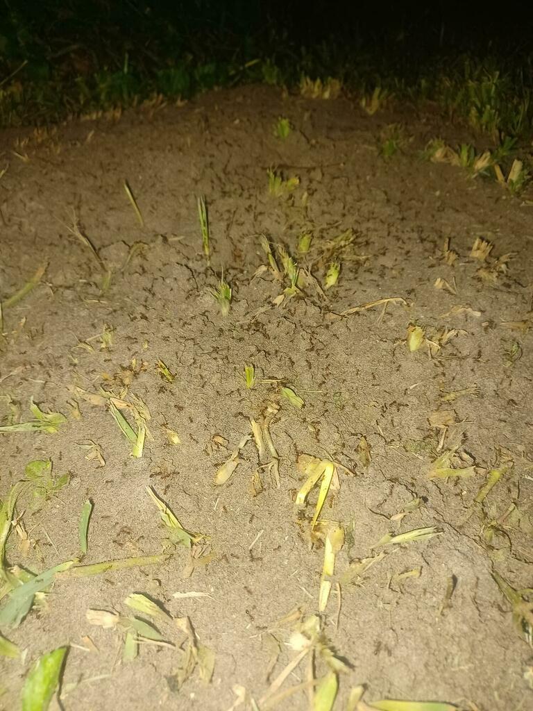 Red Imported Fire Ant from Greater Palm River Point CDC, Tampa, FL, USA ...