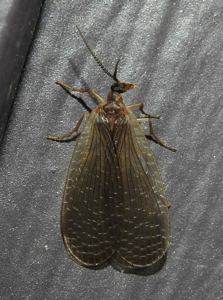 Forcepfly from Windham, Vermont, United States on June 23, 2022 at 10: ...