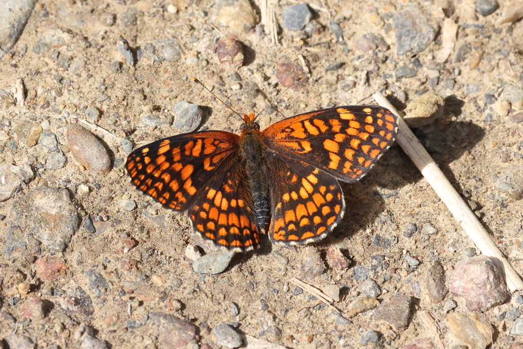 Northern Checkerspot from Central Kootenay, BC, Canada on June 23, 2022 ...