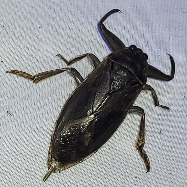 American Giant Water Bug in June 2022 by Greg Wood · iNaturalist
