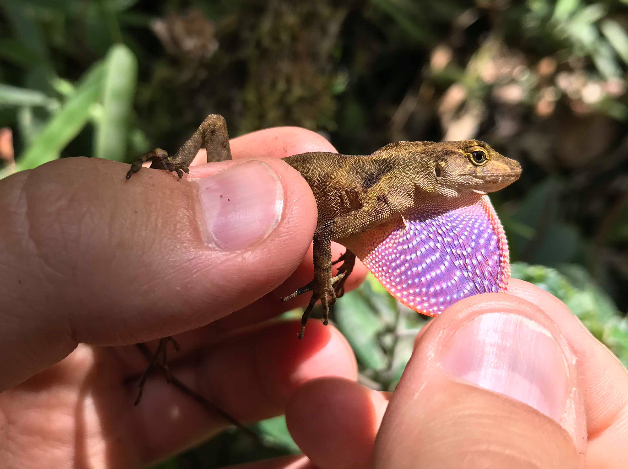 Anolis cobanensis Stuart, 1942
