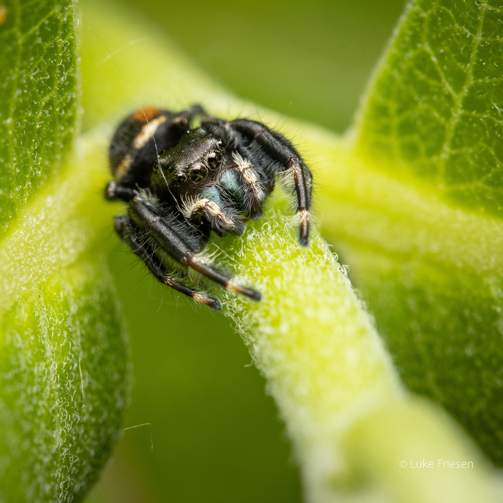 Brilliant Jumping Spider from Normand Park, Winnipeg, MB, Canada on ...