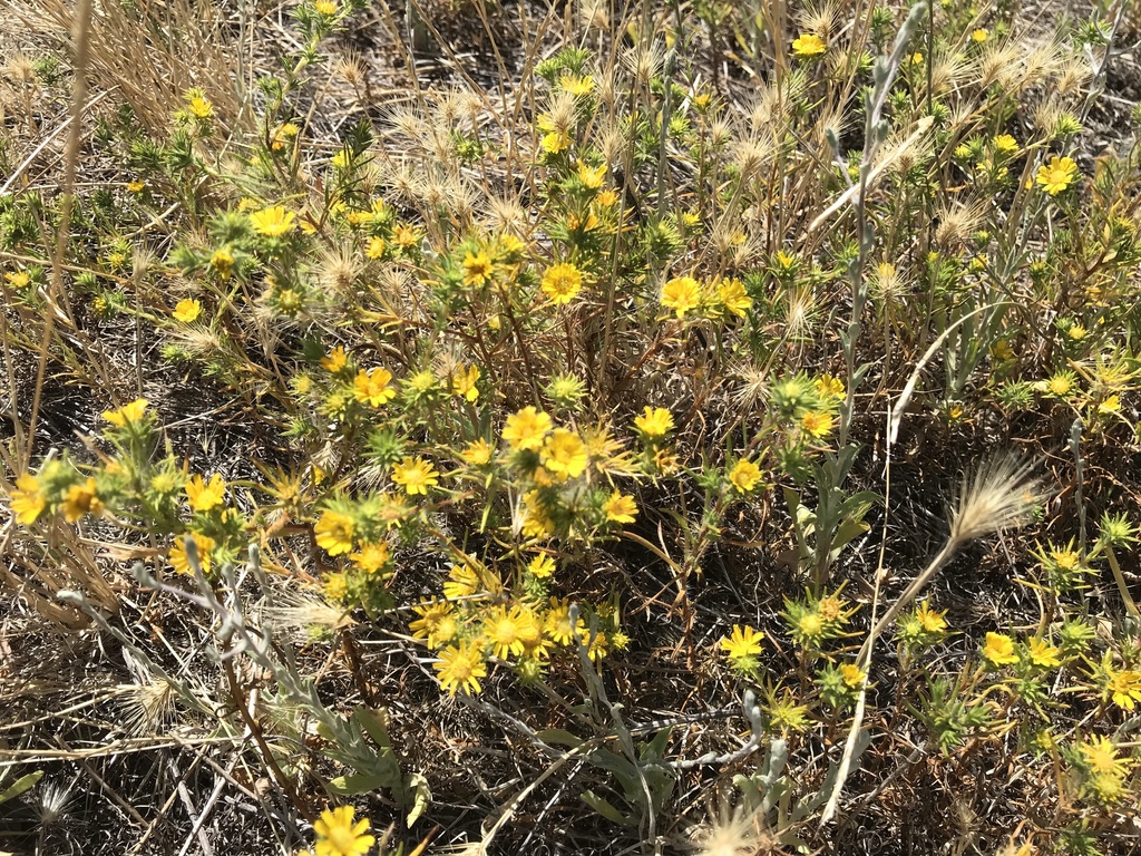 pappose tarplant from Lincoln Ave, Calistoga, CA, US on June 23, 2022 ...