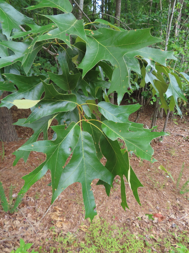 southern red oak from 5229 Awls Haven Dr, Raleigh, NC 27614, USA on ...