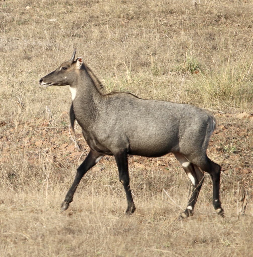 Asian Taurine-antelopes (Boselaphini) - Know Your Mammals
