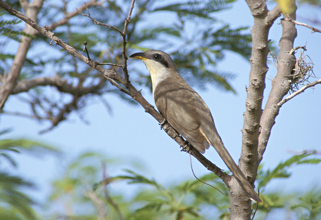 Cuclillo manglero (Aves Paso de Ovejas) · iNaturalist
