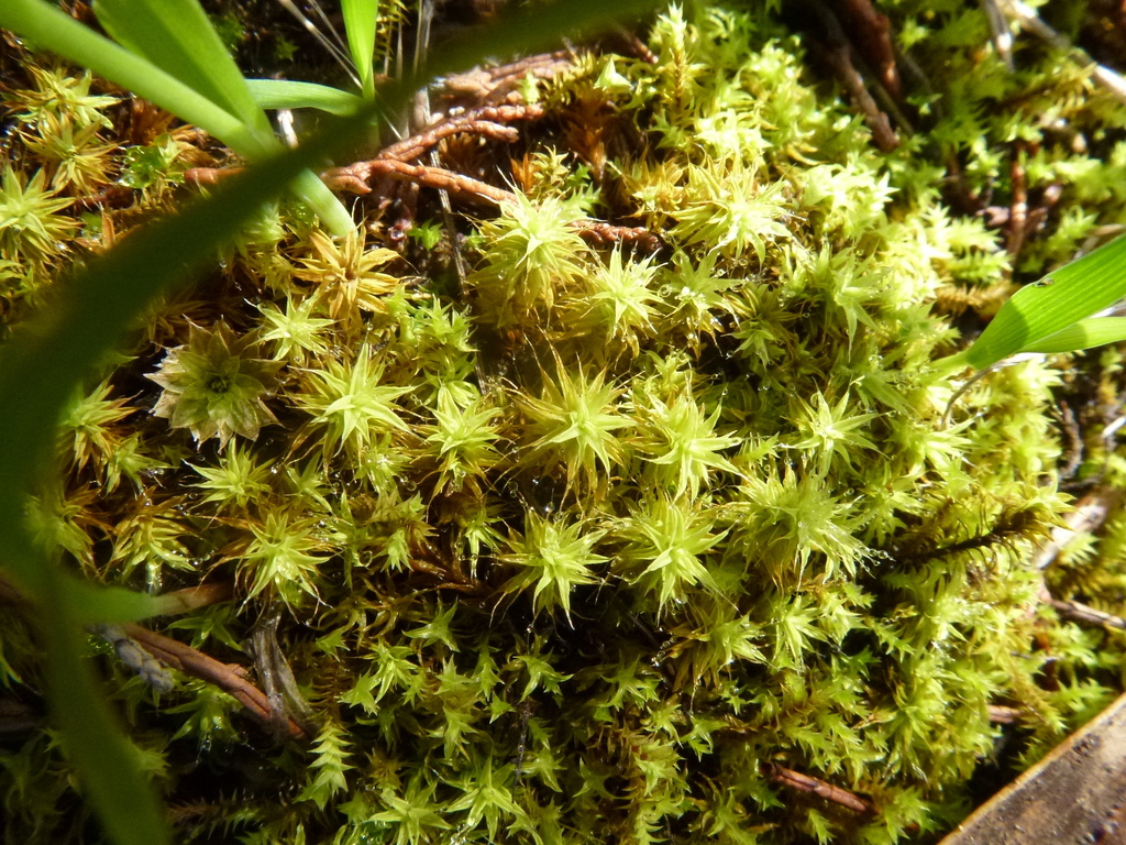 Bearded Screwmoss from Freeling Cemetery, SA 5372, Australia on June 21 ...