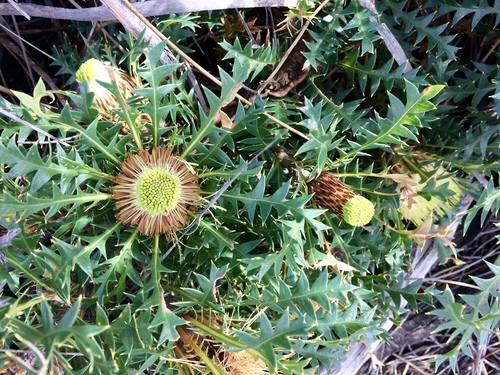 Variety Banksia armata ignicida · iNaturalist
