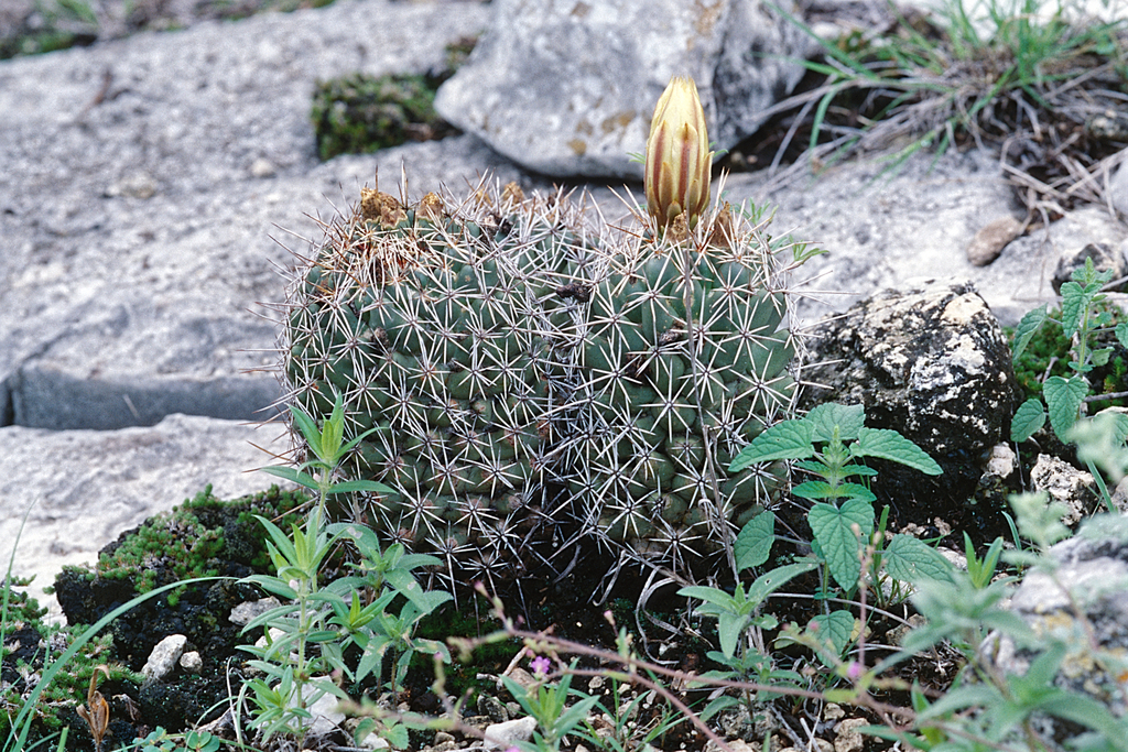 Coryphantha jalpanensis from Alaquines, San Luis Potosí, Messico on ...