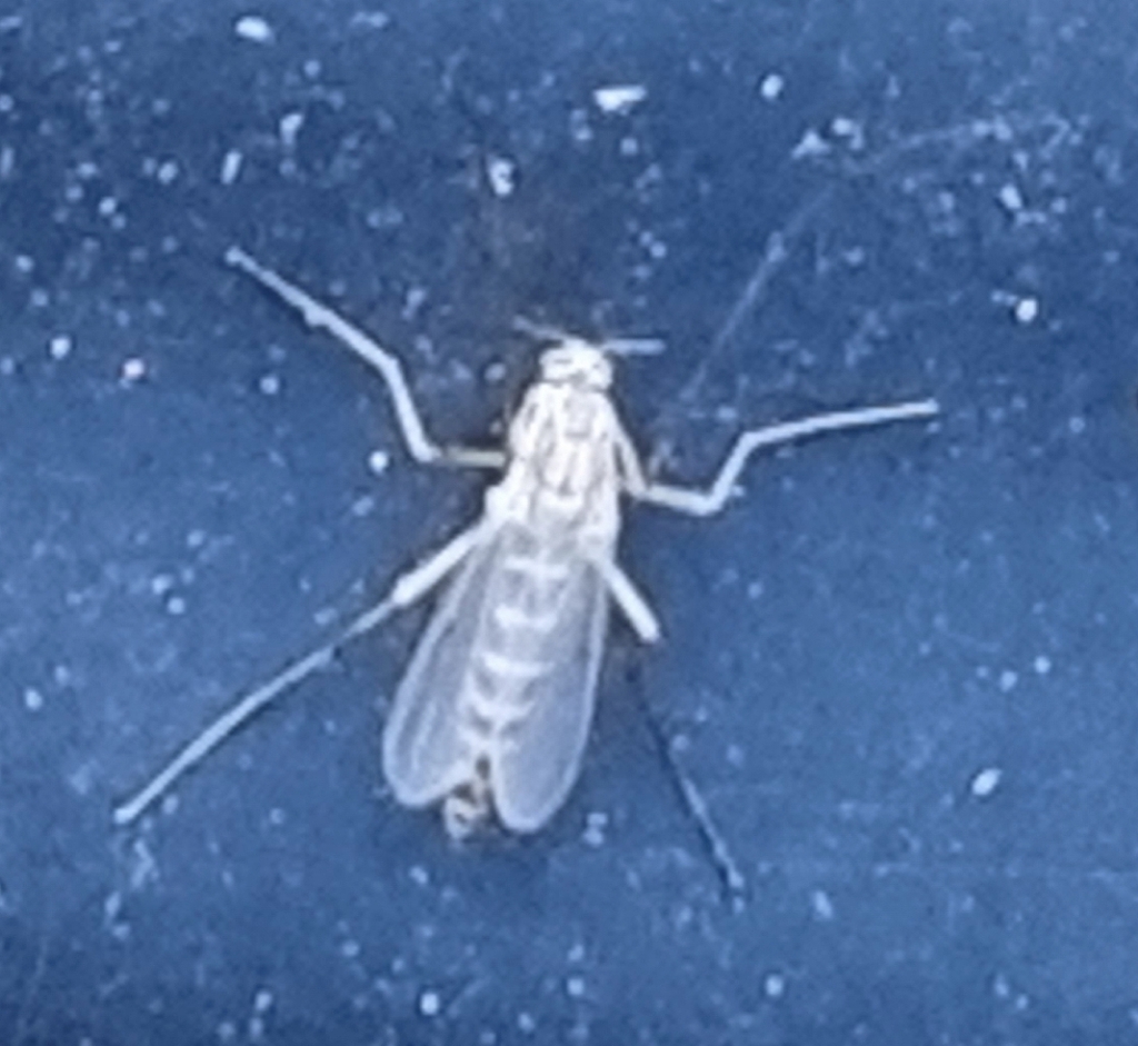 Non-biting Midges from Nairne on June 24, 2022 at 04:33 PM by franhills ...