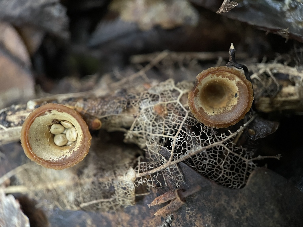 Crucibulum from Pakuratahi Forest, Rimutaka Hill, Wellington, NZ on ...
