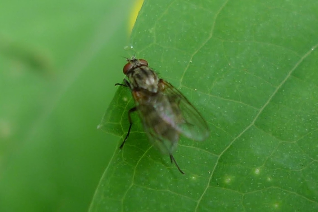 Root-maggot Flies from 05-430 Dyzin, Polska on June 18, 2022 at 01:05 ...