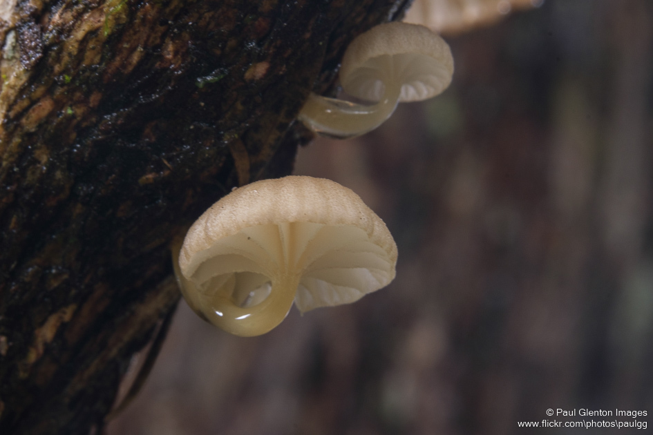 Roridomyces austrororidus from Hunua, New Zealand on June 19, 2022 at ...